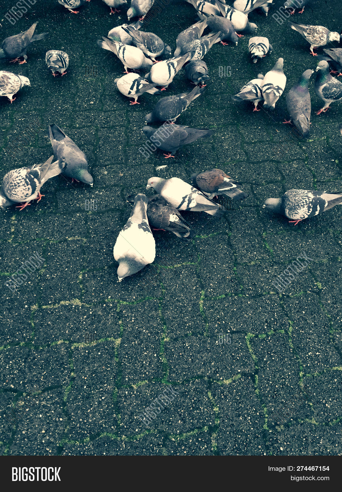 Pigeons Feeding On Image & Photo (Free Trial) | Bigstock