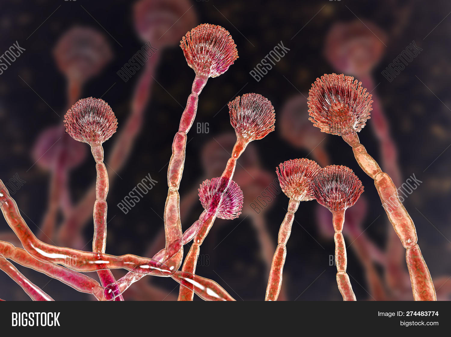 Fungus Aspergillus Image & Photo (Free Trial) | Bigstock