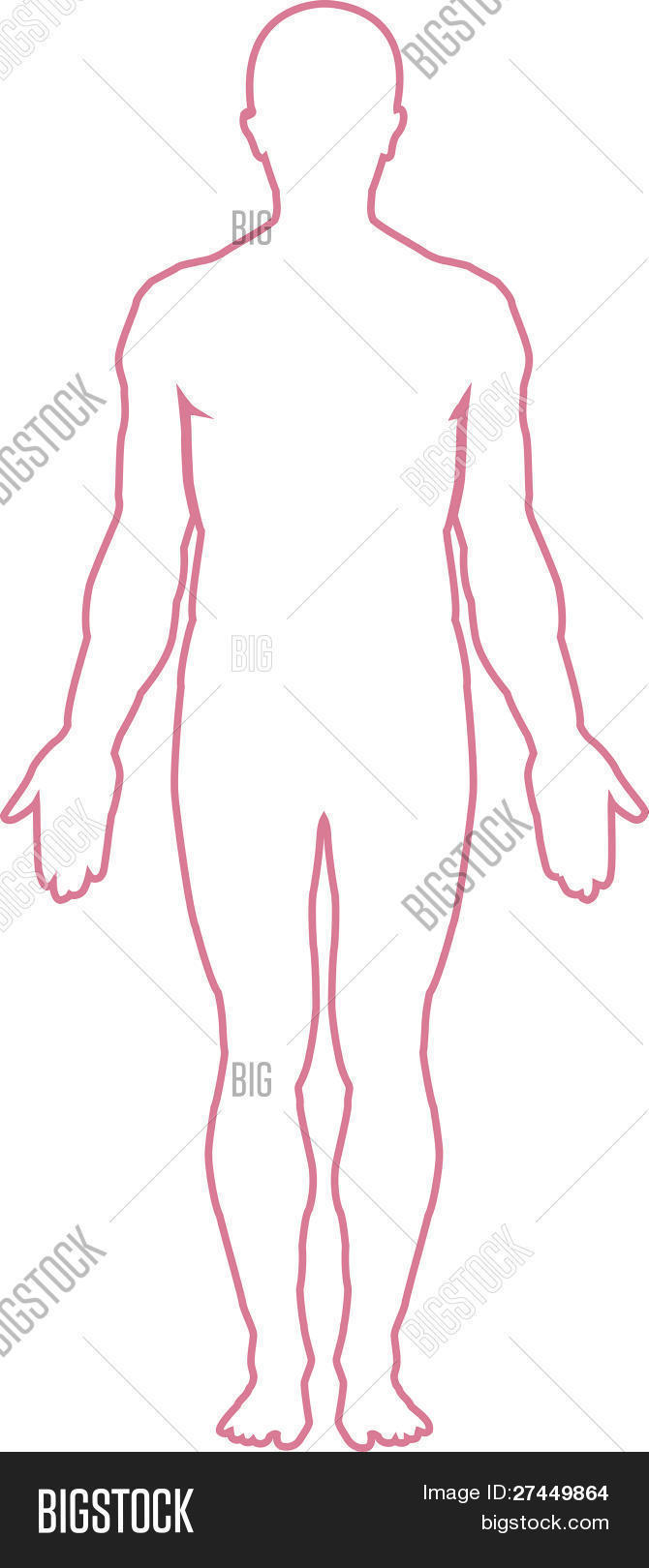 Male Human Anatomy Vector & Photo (Free Trial) | Bigstock