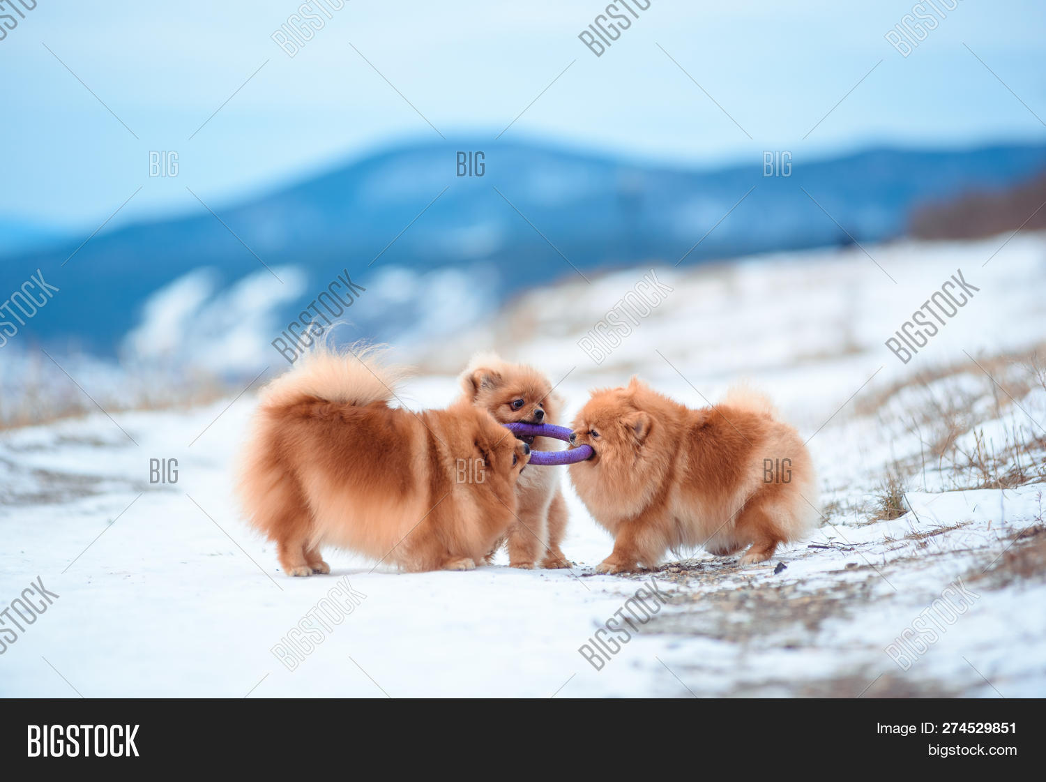 Two Dogs Red Color Image & Photo (Free Trial) | Bigstock