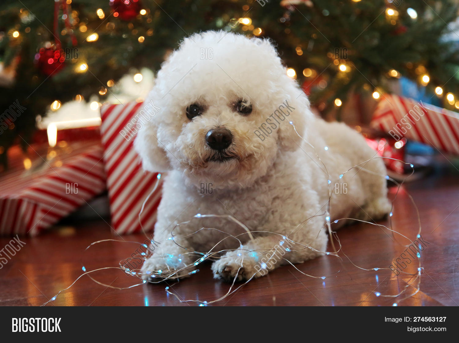 Bichon Frise. Bichon Image & Photo (Free Trial) | Bigstock