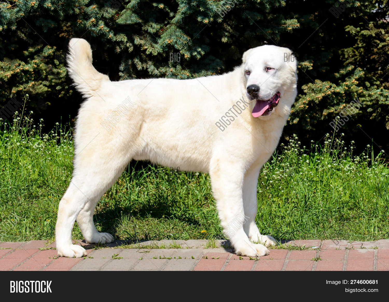 Central Asian Shepherd Image & Photo (Free Trial) | Bigstock