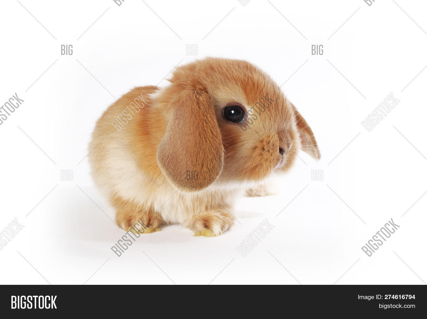 Orange Bunny. Super Image & Photo (Free Trial) | Bigstock