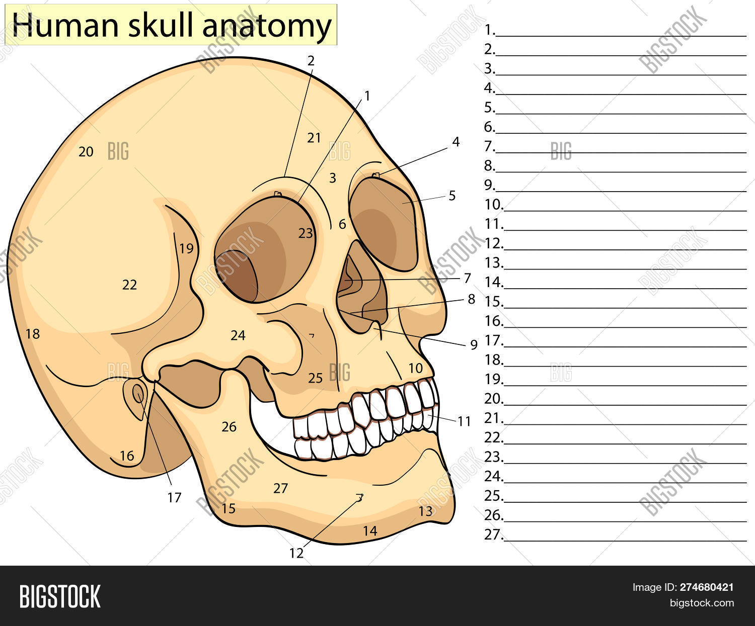 Medical Education Image & Photo (Free Trial) | Bigstock