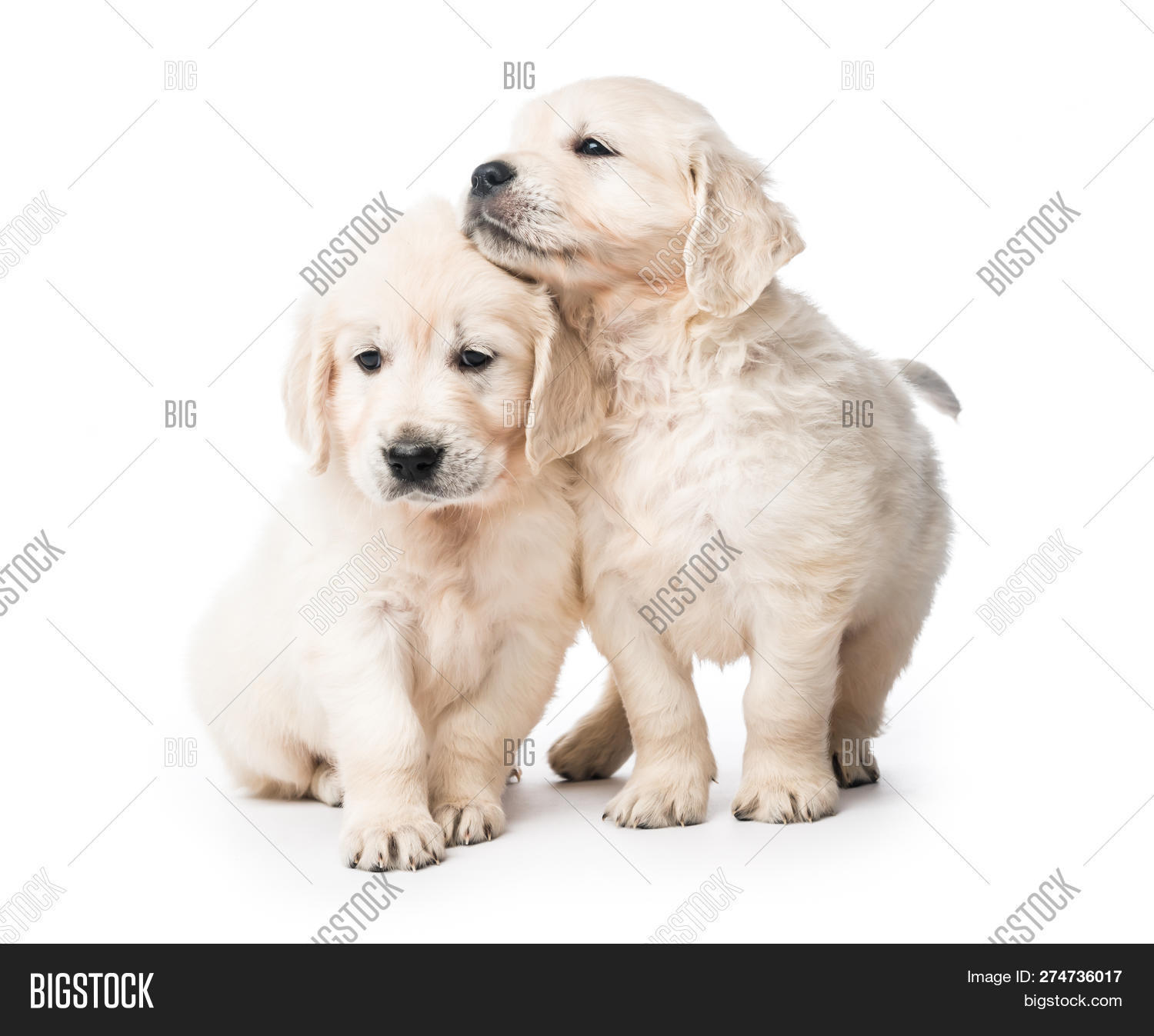 Cute Two Golden Image & Photo (Free Trial) | Bigstock