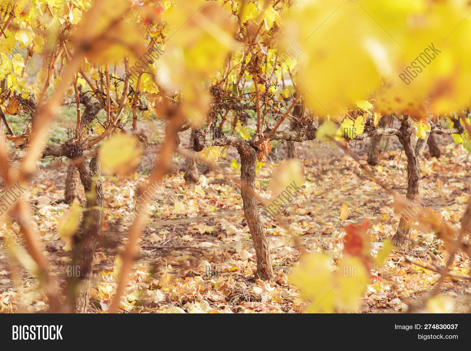 Autumn Vineyard La Image & Photo (Free Trial) | Bigstock