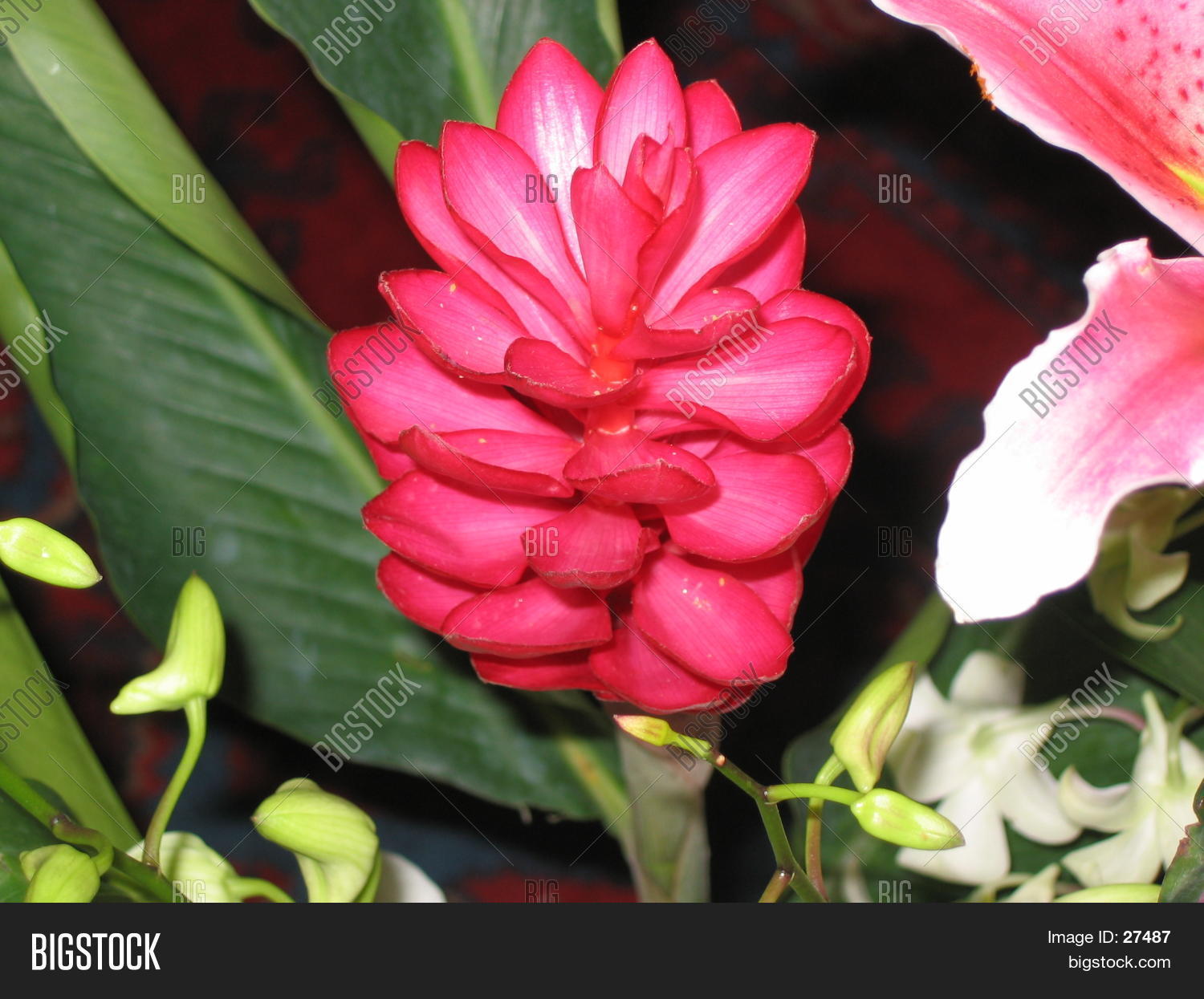 Bright Red Flower Image & Photo (Free Trial) | Bigstock