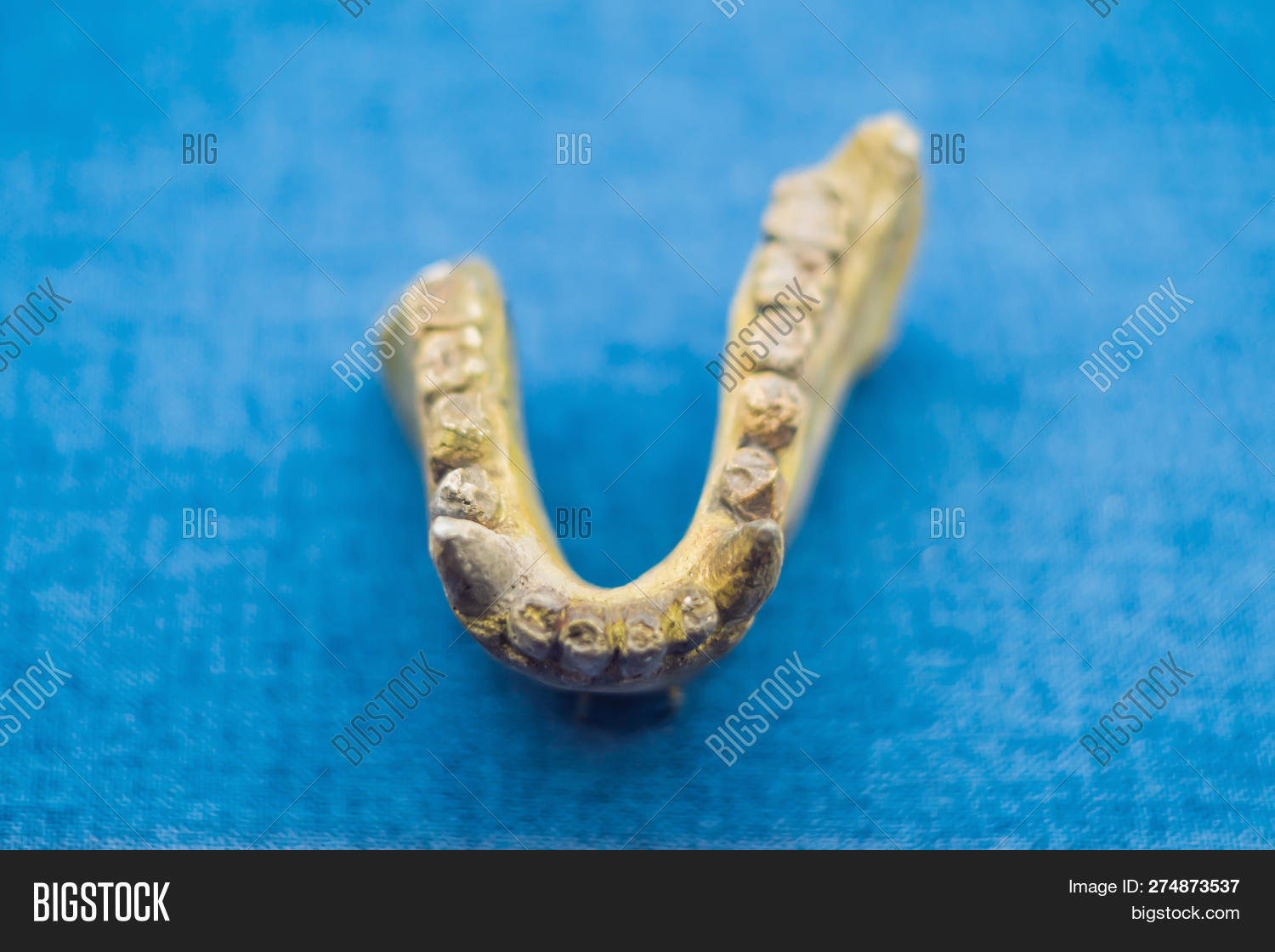 Teeth Ancient Man. Image & Photo (Free Trial) | Bigstock