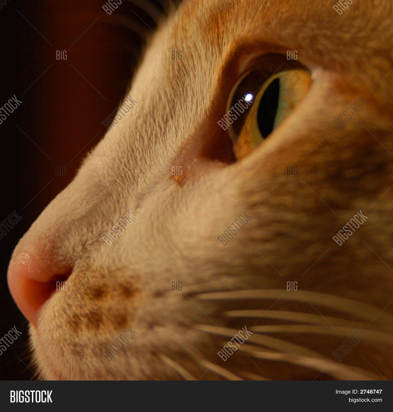 Boo Radley Cat Image & Photo (Free Trial) | Bigstock