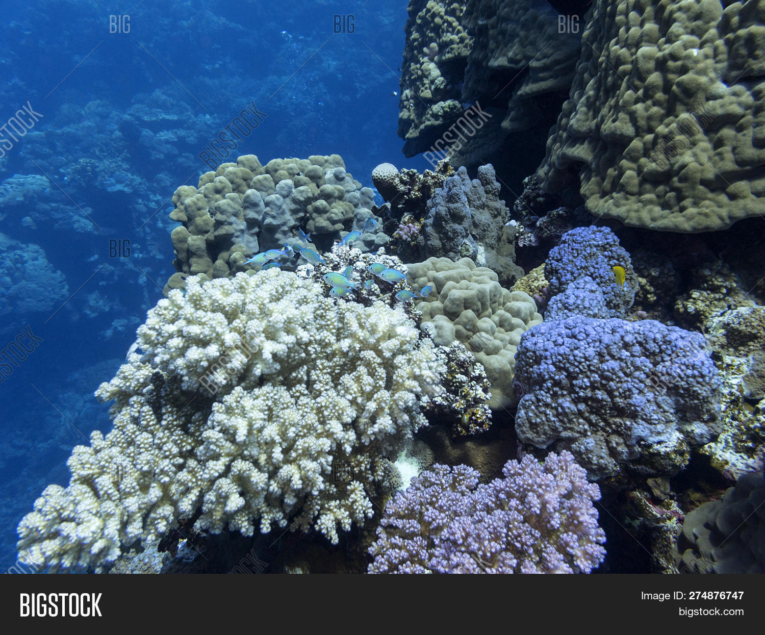 Colorful Coral Reef Image & Photo (Free Trial) | Bigstock