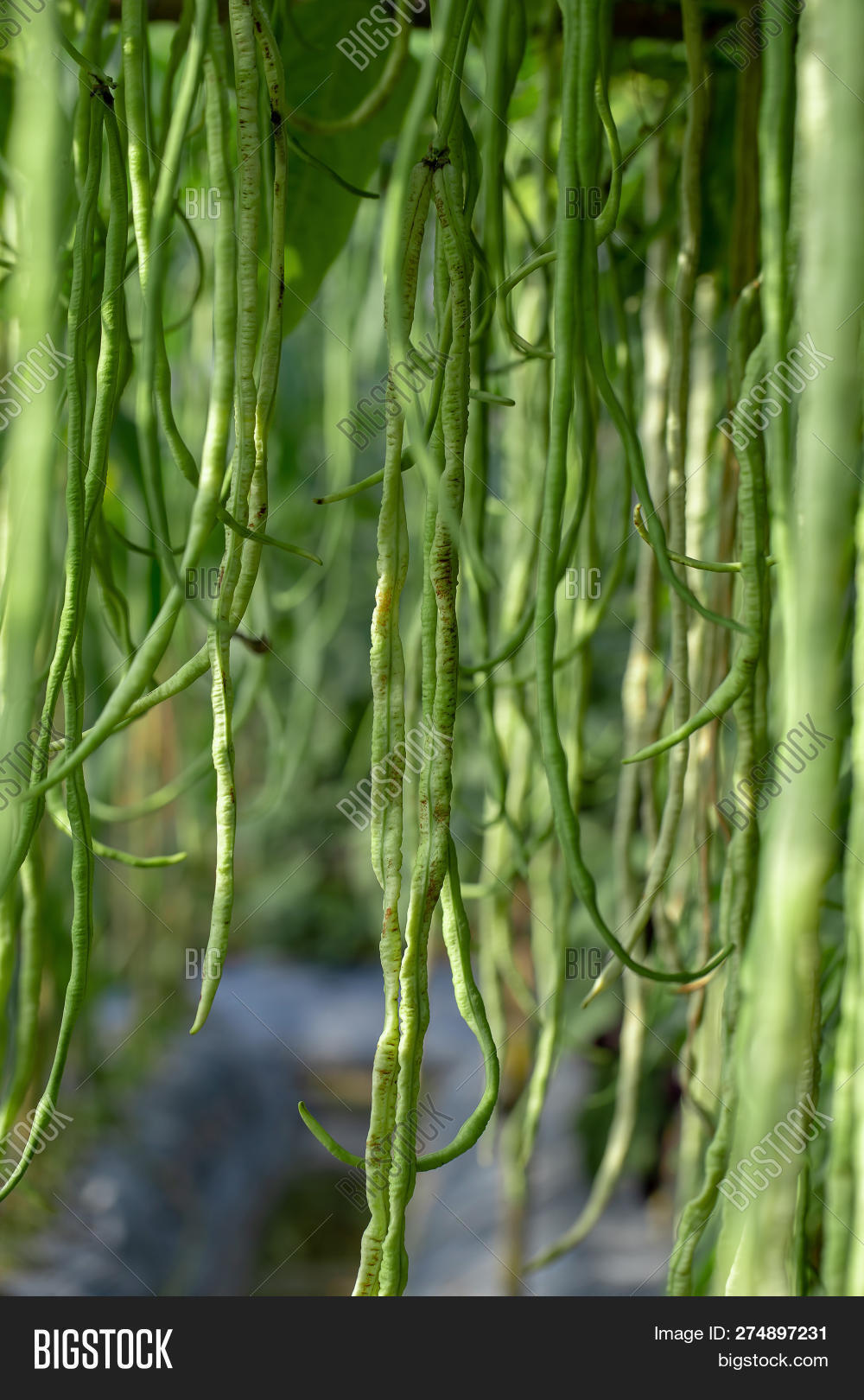 Long Bean Plants Image & Photo (Free Trial) | Bigstock