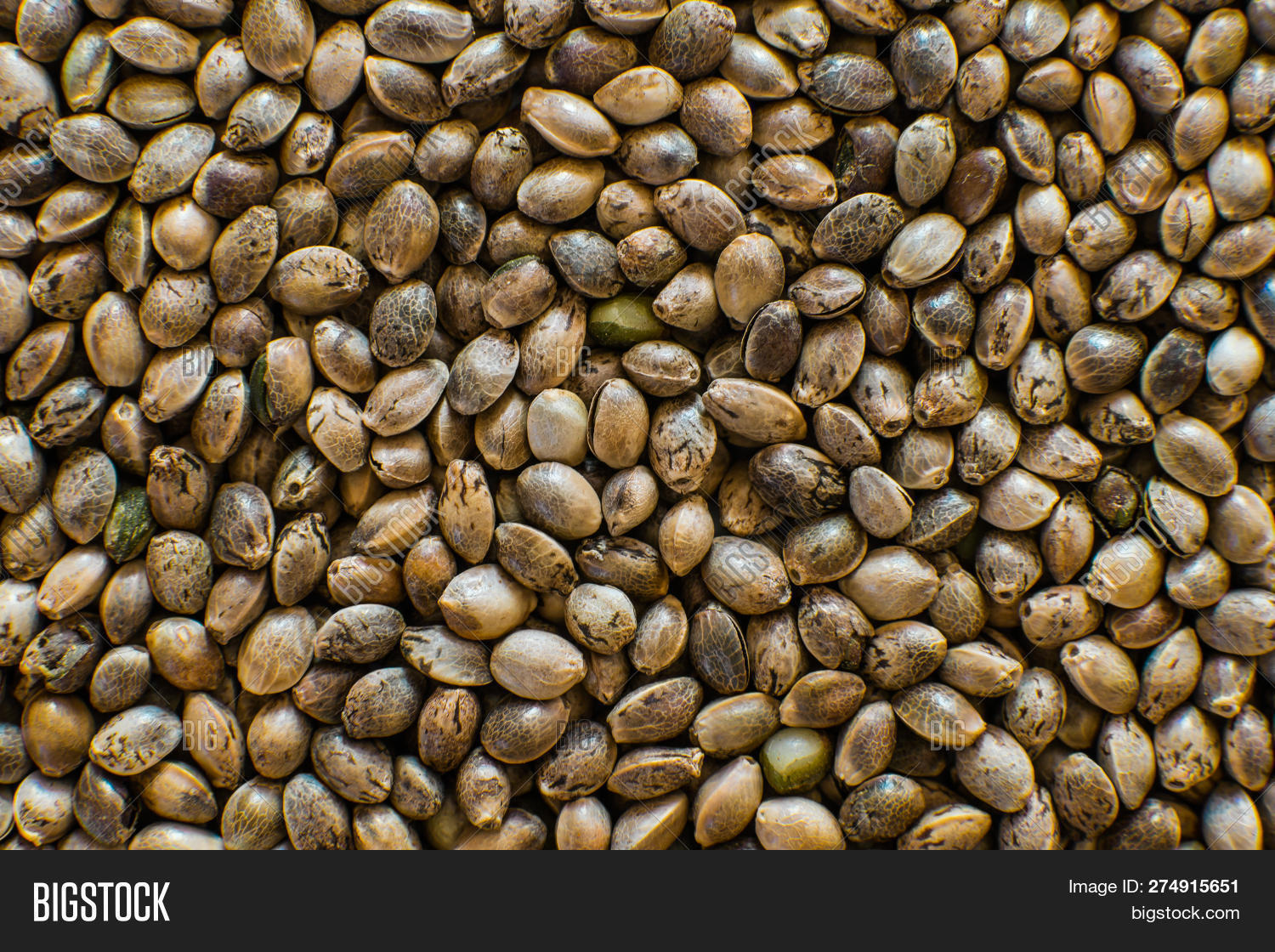 Macro Detail Marijuana Image & Photo (Free Trial) | Bigstock