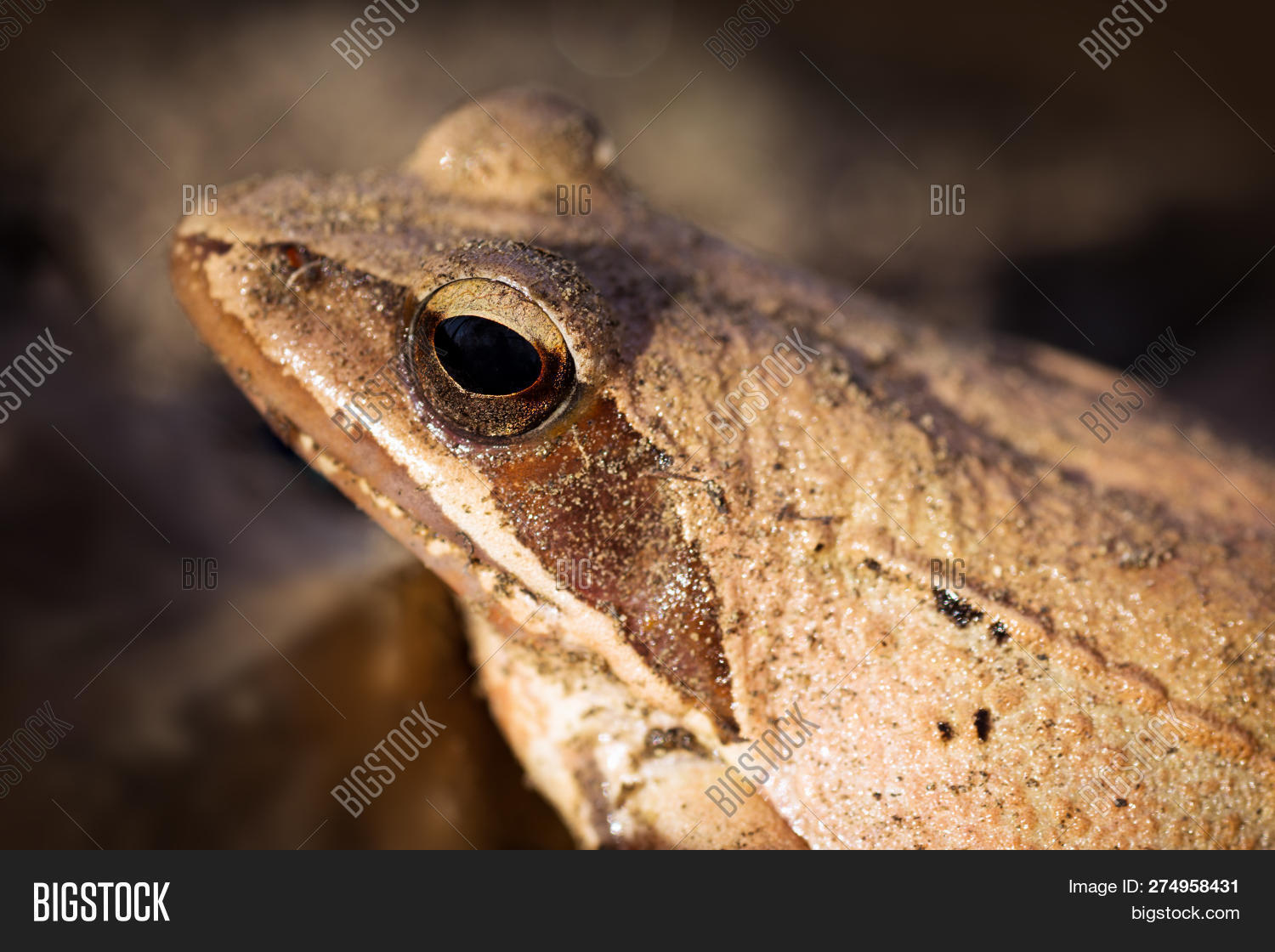 Side View Close- Image & Photo (Free Trial) | Bigstock