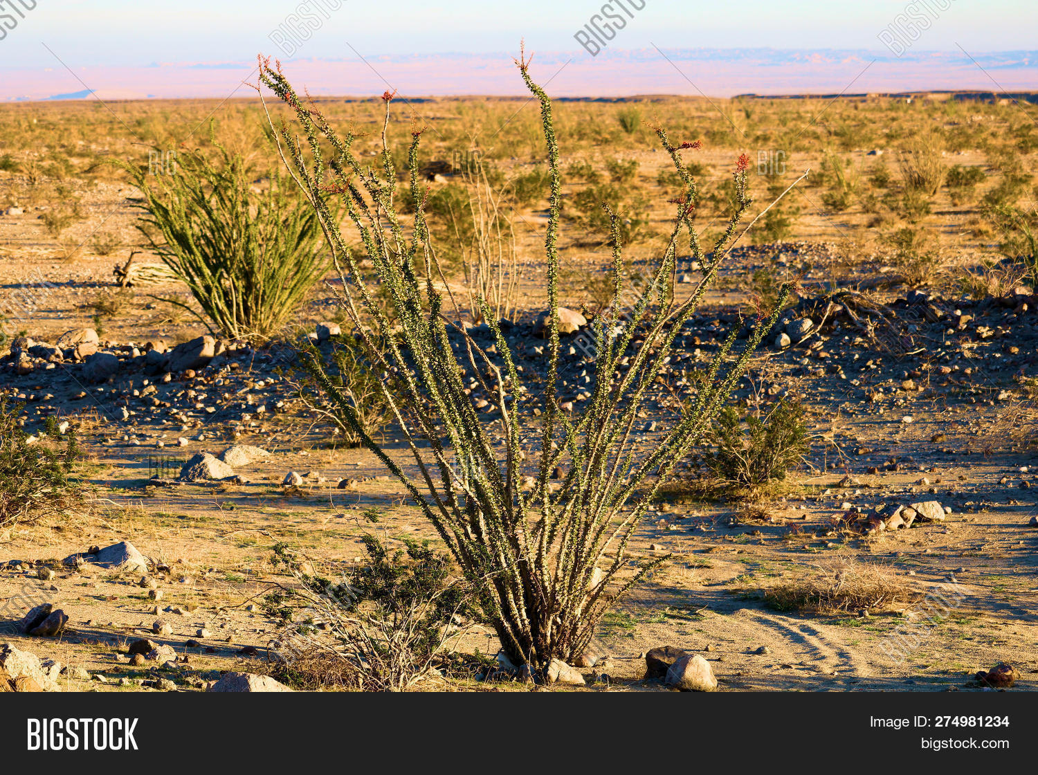 Ocotillo Cactus Image & Photo (Free Trial) | Bigstock