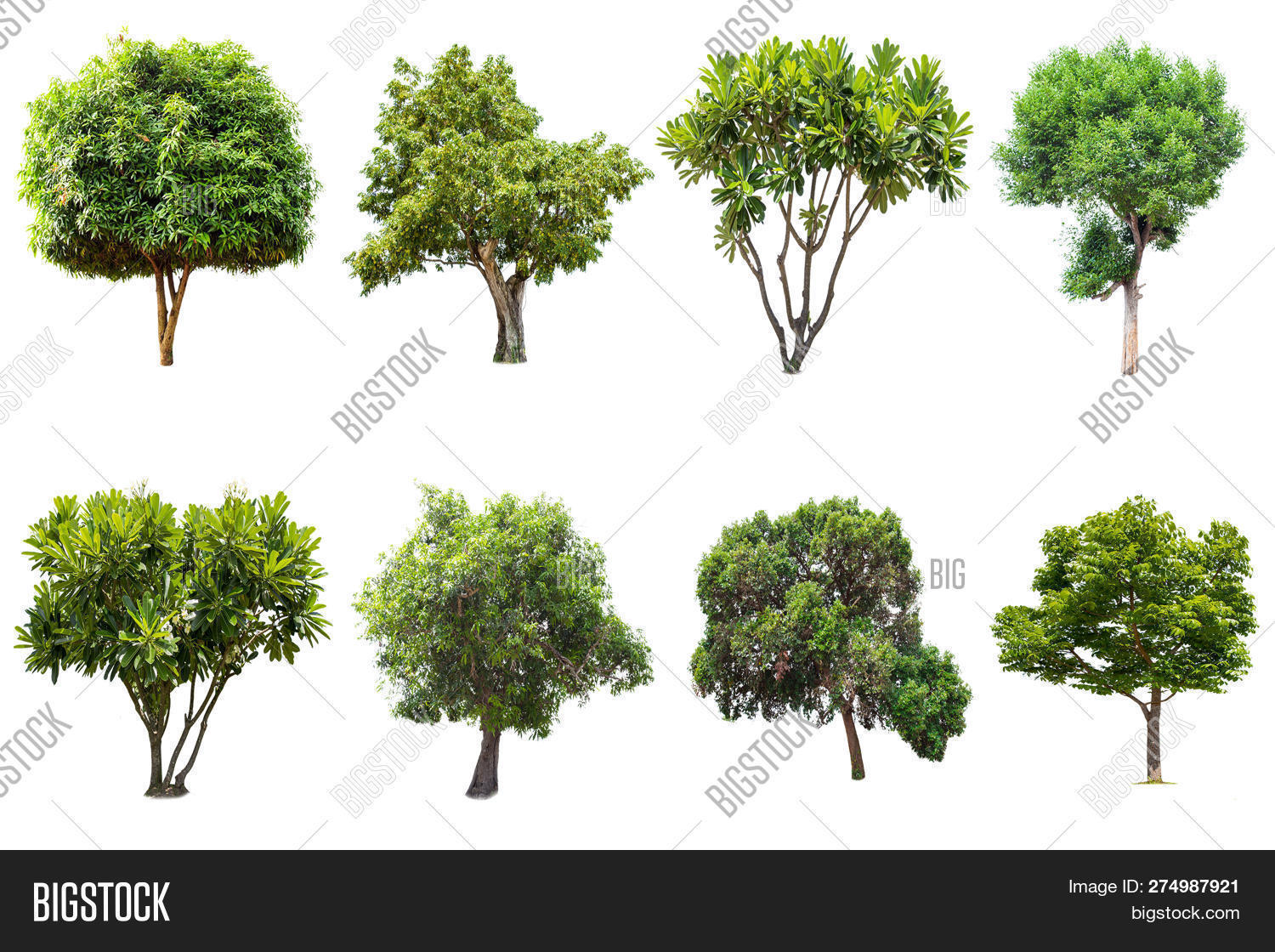 Isolated Big Tree On Image & Photo (Free Trial) | Bigstock