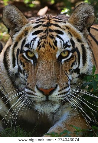 Great Tiger Male Image & Photo (Free Trial) | Bigstock