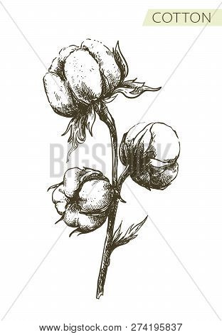 Pencil Drawing Cotton Vector & Photo (Free Trial) | Bigstock