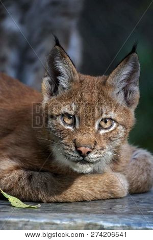 Eurasian Lynx (lynx Image & Photo (Free Trial) | Bigstock