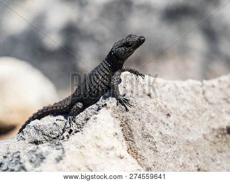 Black-girdled Lizard Image & Photo (Free Trial) | Bigstock