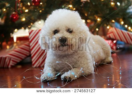 Bichon Frise. Bichon Image & Photo (Free Trial) | Bigstock