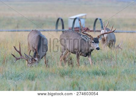 Wild Deer Colorado Image & Photo (Free Trial) | Bigstock
