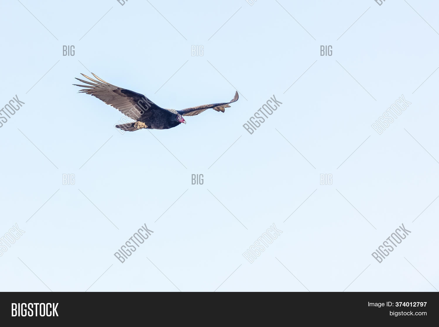 Turkey Vulture Level Image & Photo (Free Trial) | Bigstock