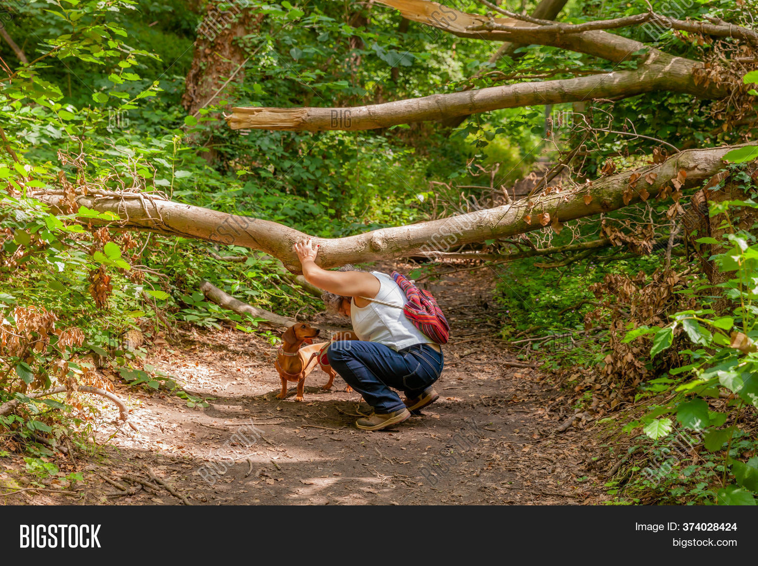 Tree Trunks Image & Photo (Free Trial) | Bigstock