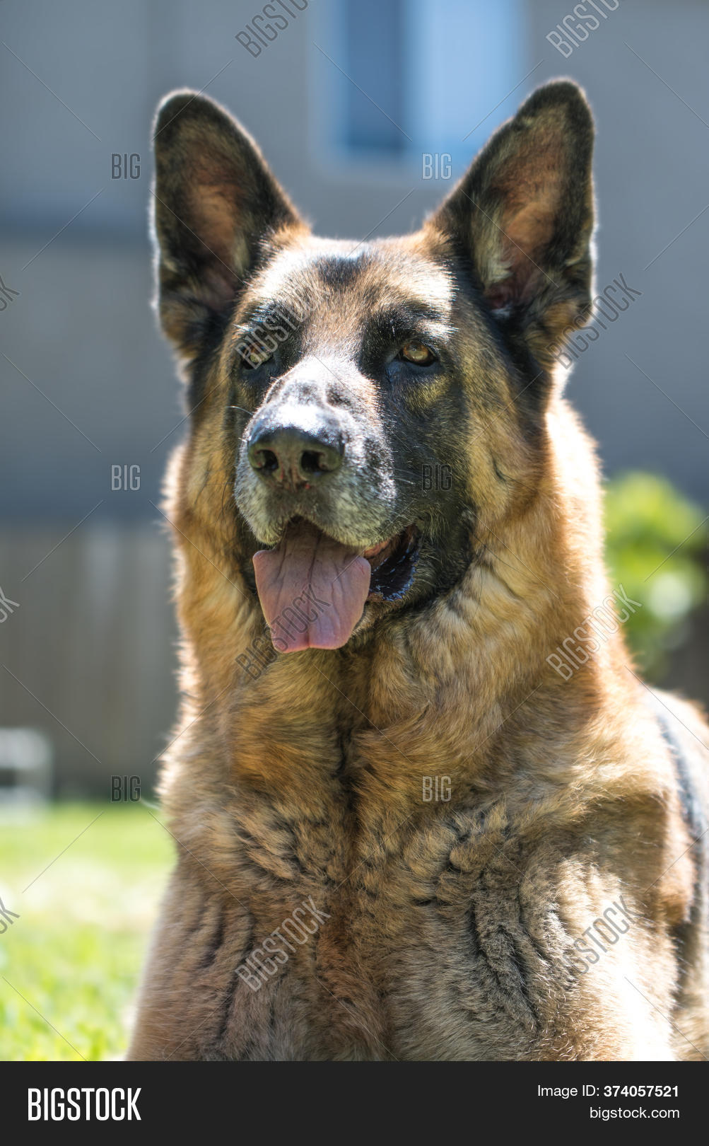 Senior German Shepherd Image & Photo (Free Trial) | Bigstock
