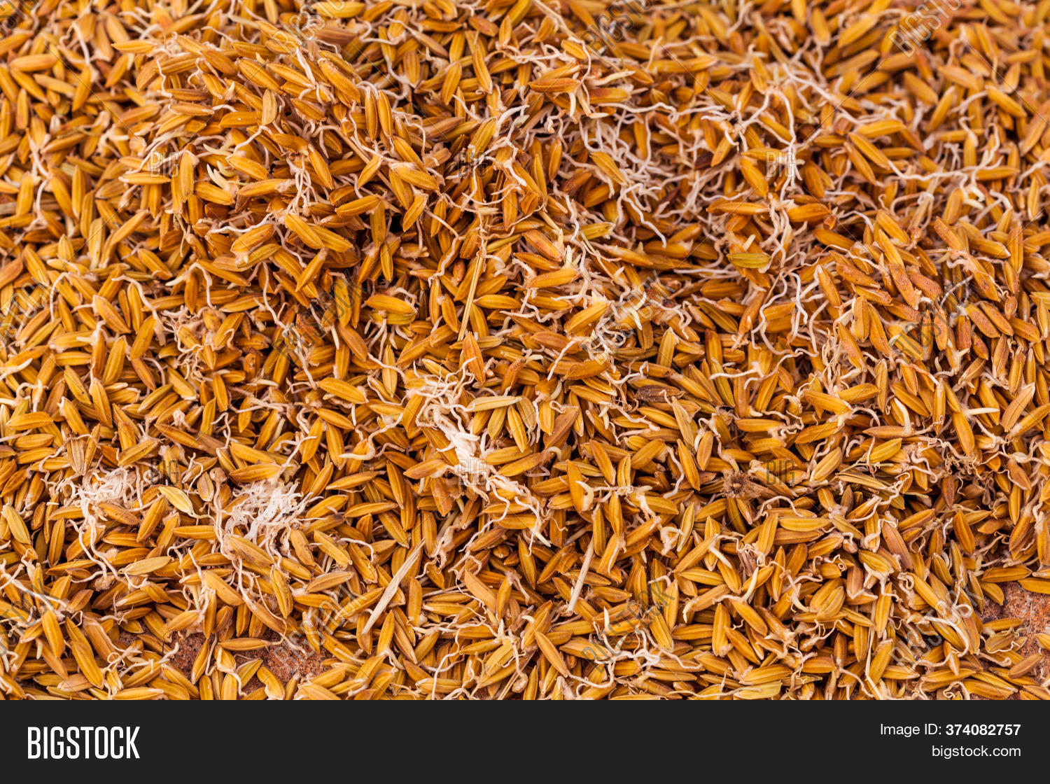 Close Germinated Rice Image & Photo (Free Trial) | Bigstock