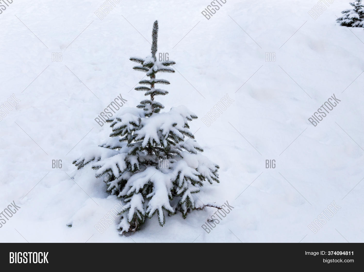 Snowy Little Fir Tree Image & Photo (Free Trial) | Bigstock