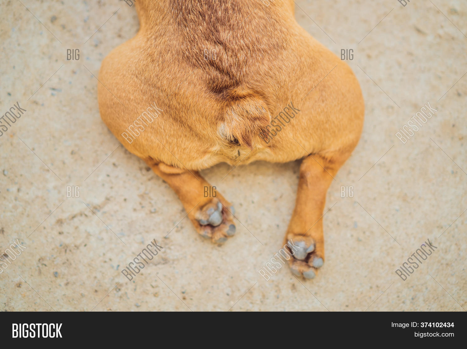 Dog Lies Outstretched Image & Photo (Free Trial) | Bigstock