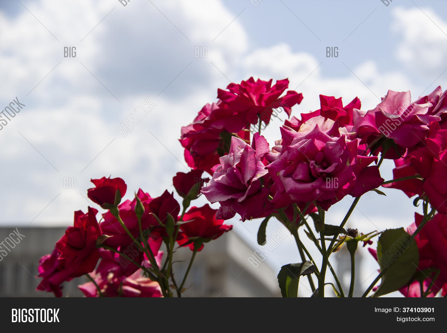 Small Pink Roses On Image & Photo (Free Trial) | Bigstock