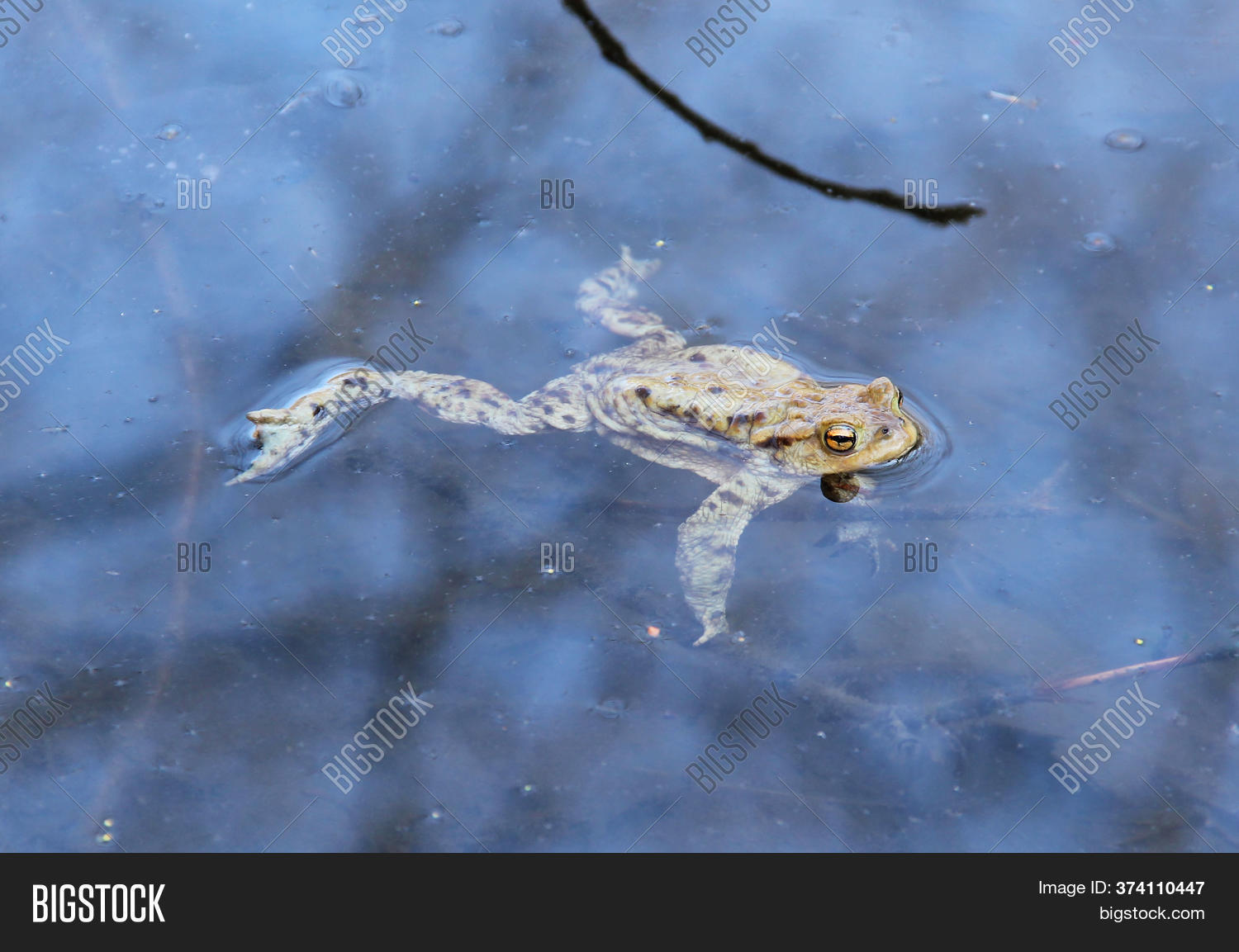 Common Toad (bufo Bufo Image & Photo (Free Trial) | Bigstock