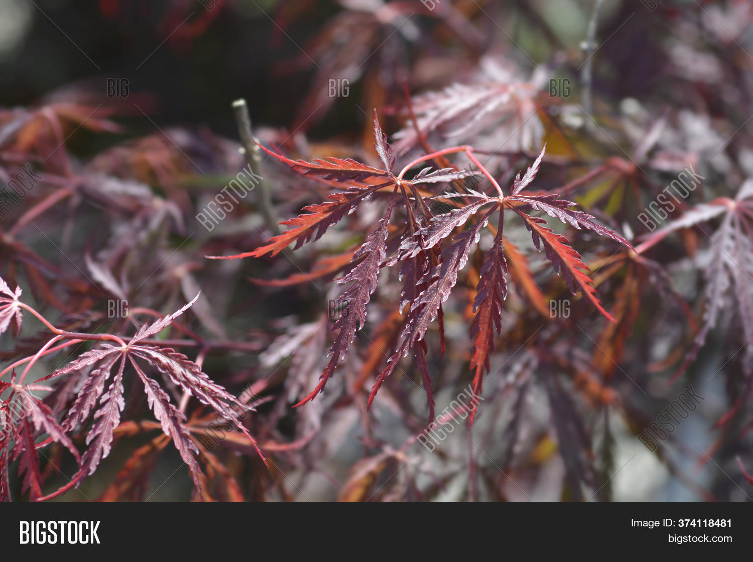 Japanese Maple Garnet Image & Photo (Free Trial) | Bigstock