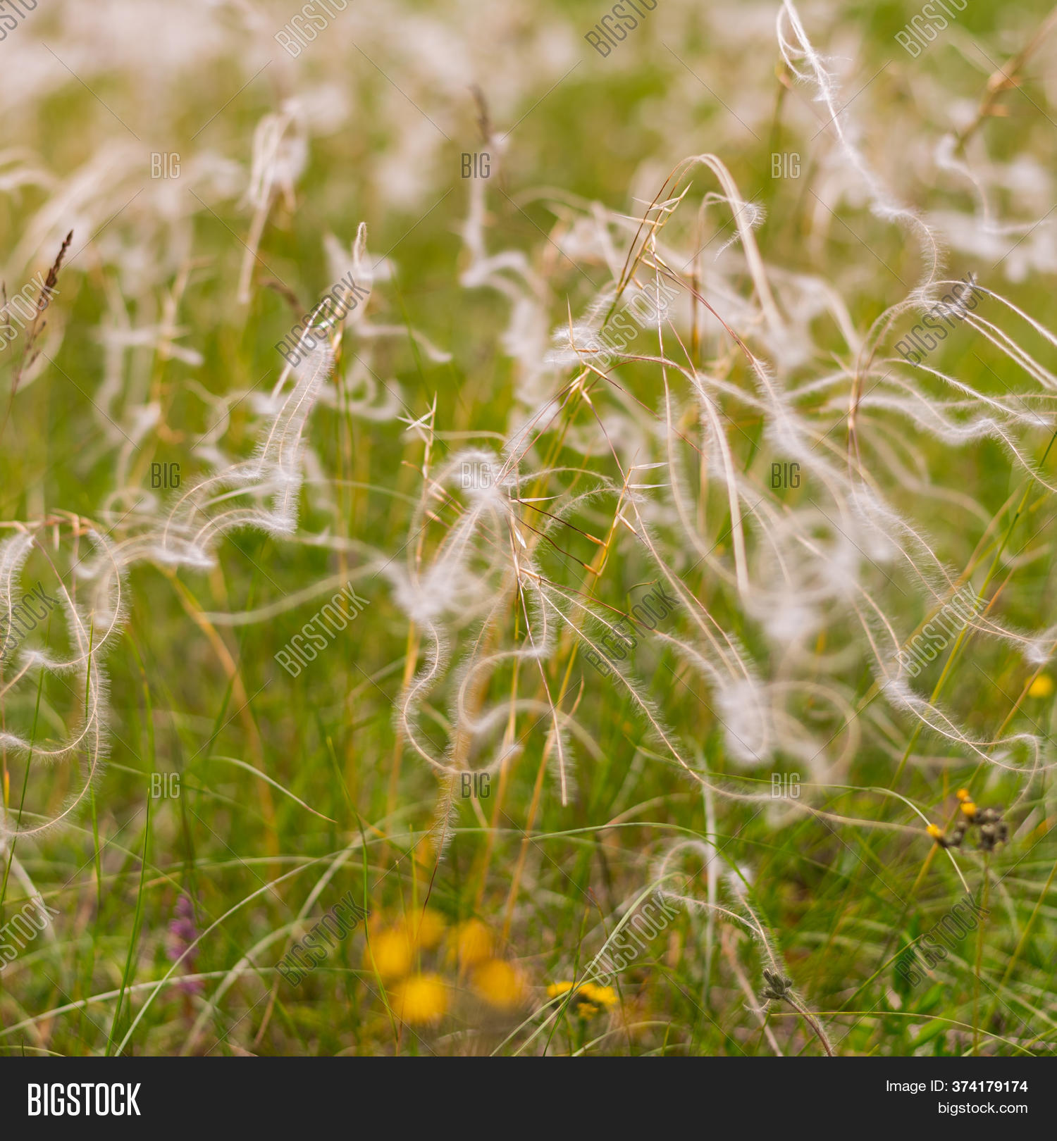 Feather Grass Wind Image & Photo (Free Trial) | Bigstock
