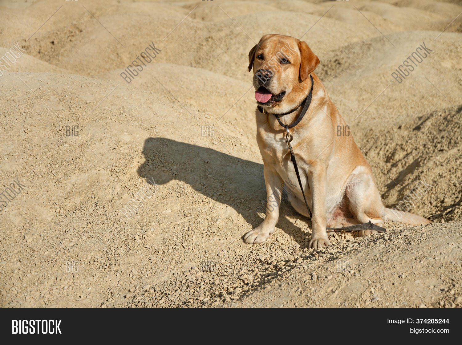 Big Dog Fawn Labrador Image & Photo (Free Trial) | Bigstock