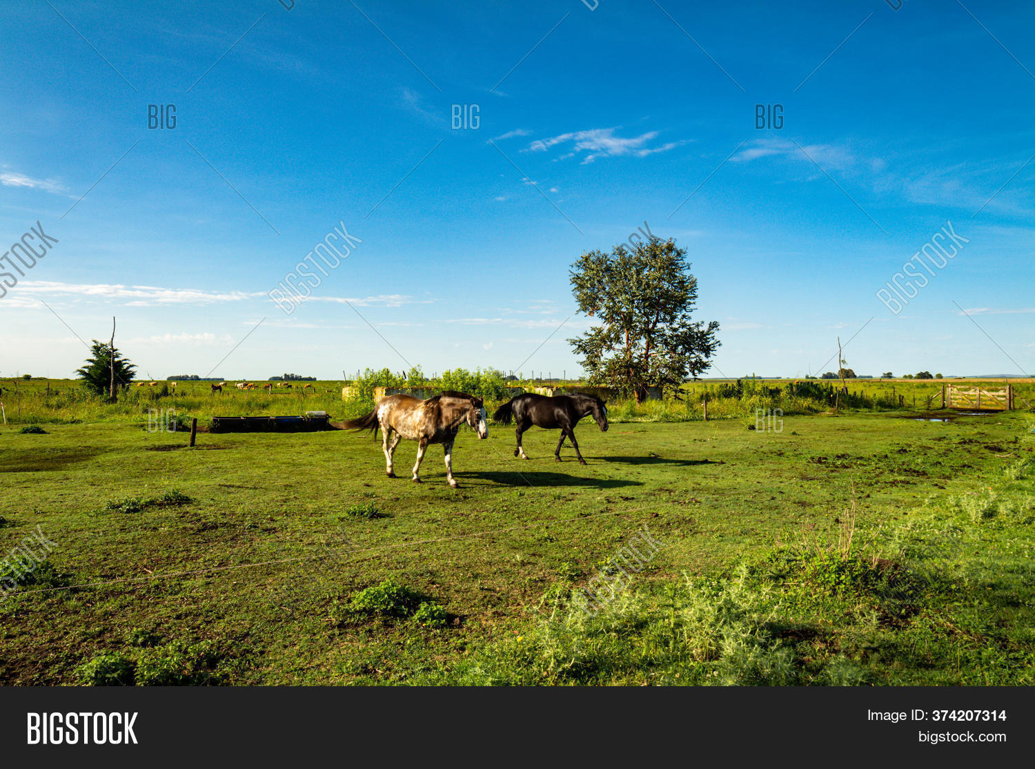 Horses Field During Image & Photo (Free Trial) | Bigstock