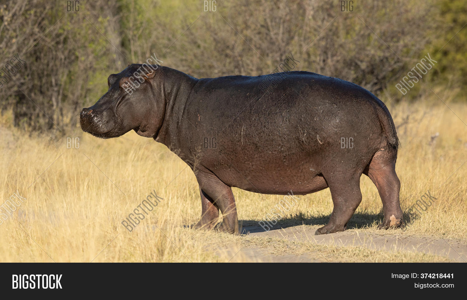 Big Hippo Standing Image & Photo (Free Trial) | Bigstock