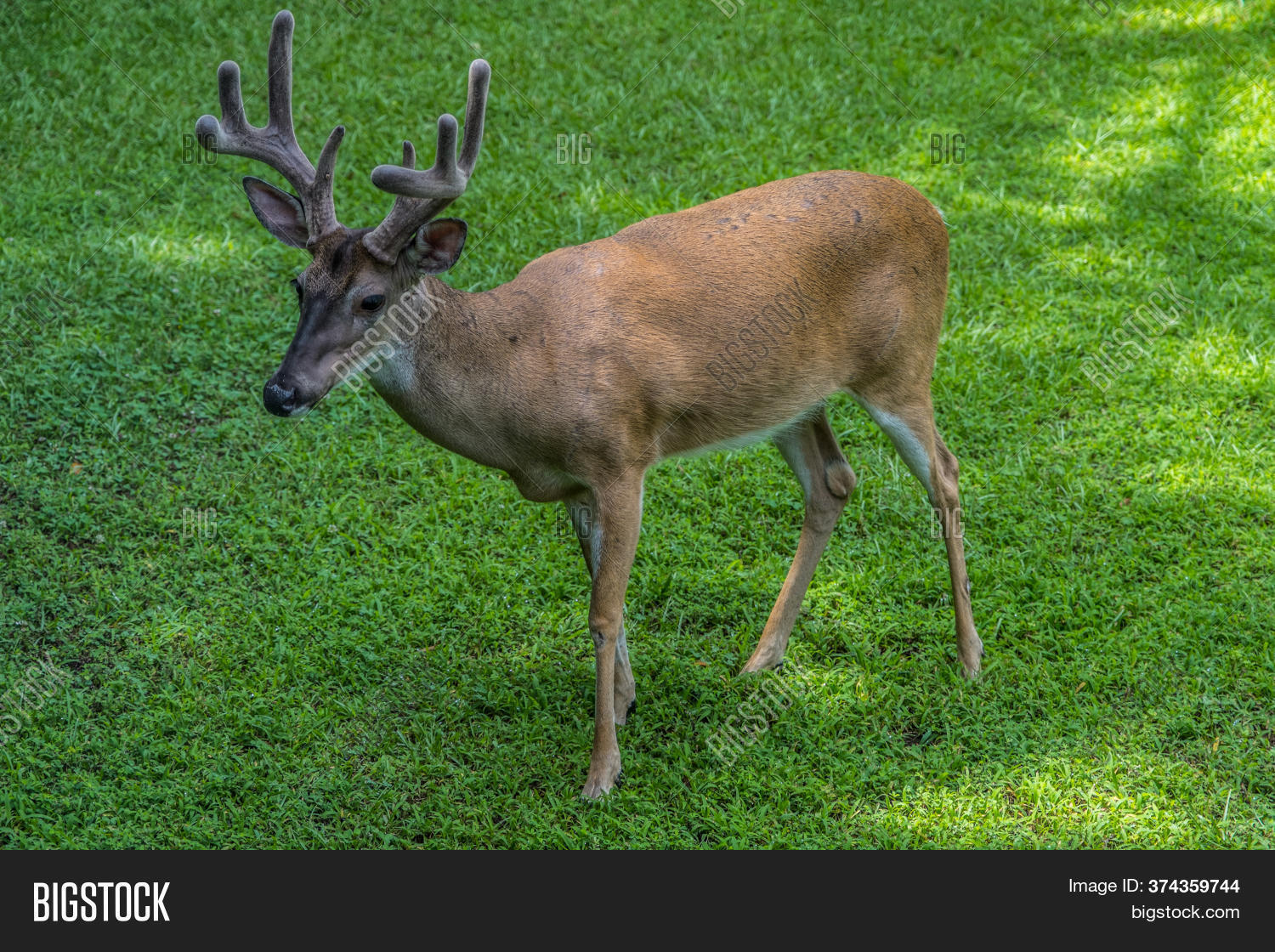Single Whitetail Male Image & Photo (Free Trial) | Bigstock
