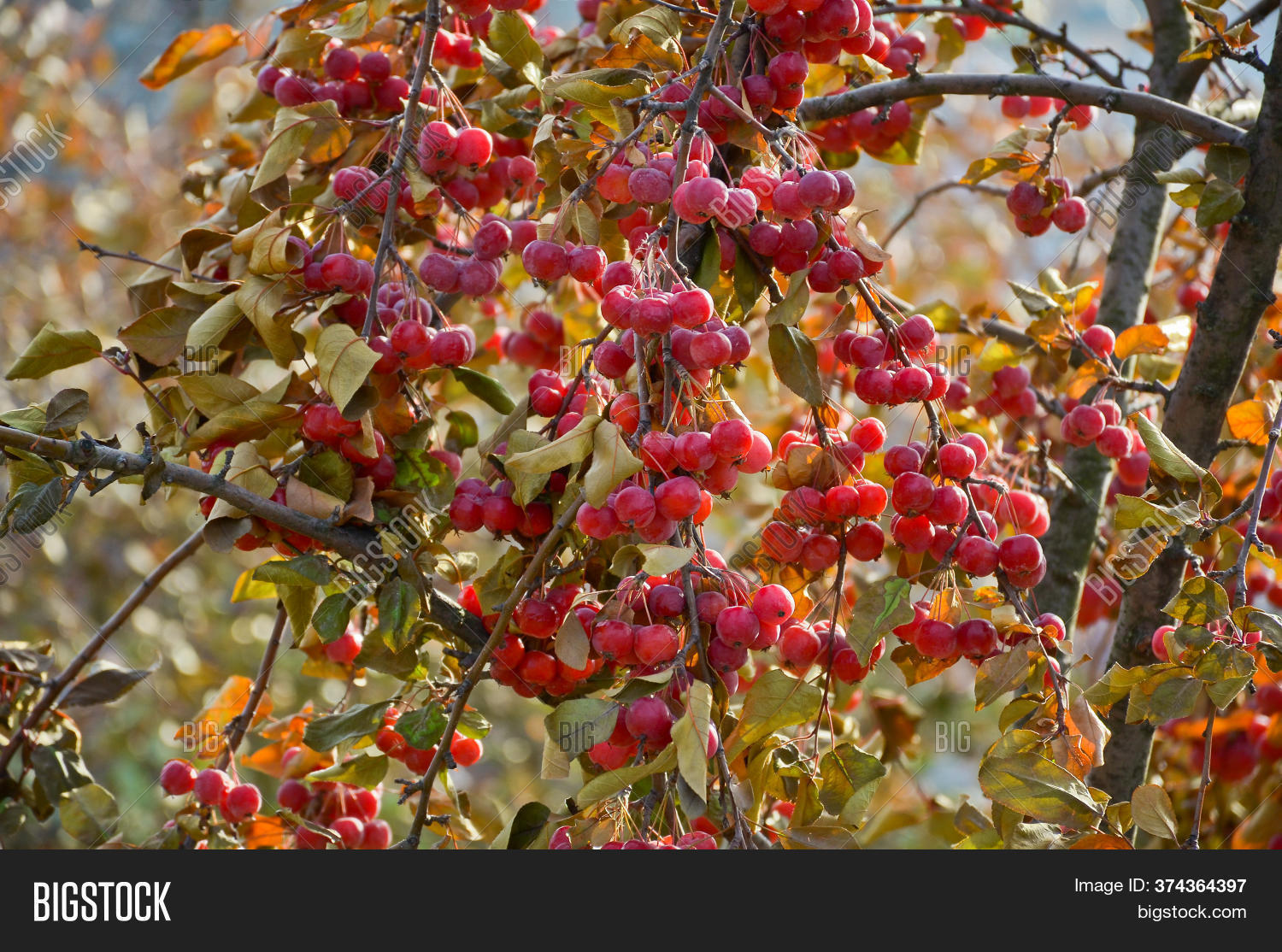 Little Red Fruits Image & Photo (Free Trial) | Bigstock