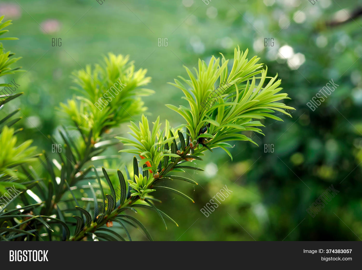 Yew Tree (Taxus Image & Photo (Free Trial) | Bigstock
