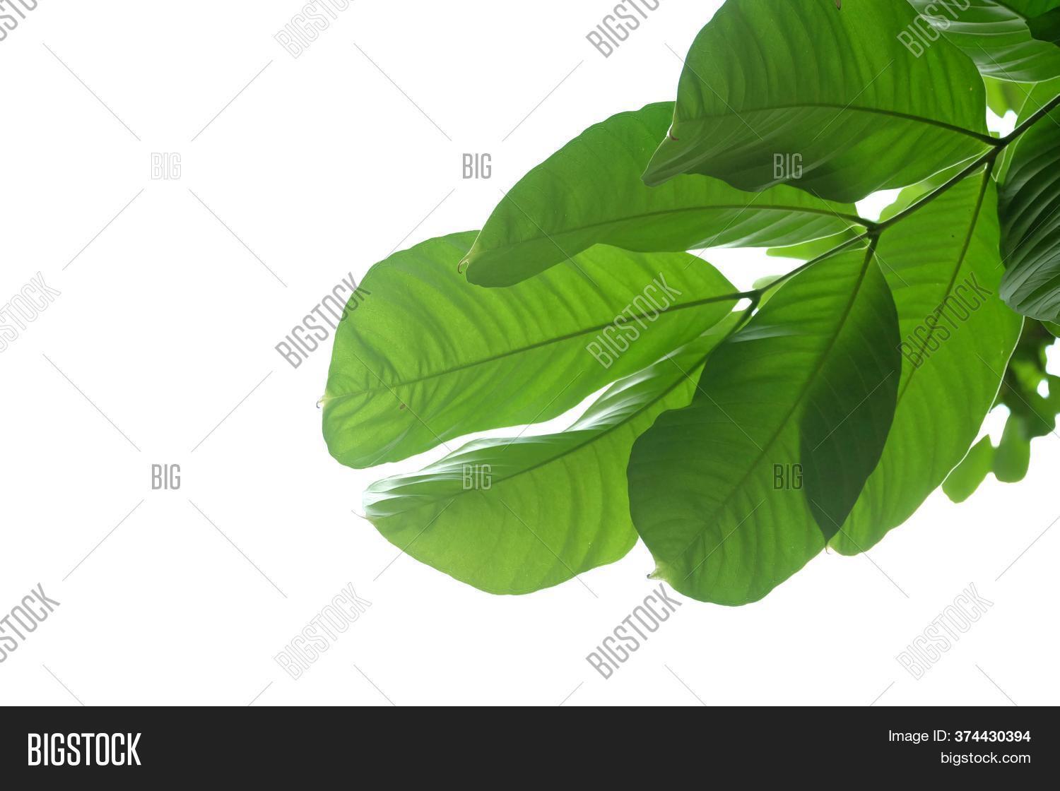 Tropical Tree Leaves Image & Photo (Free Trial) | Bigstock