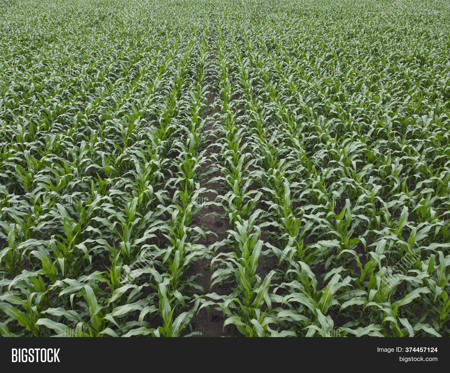 Corn Field. Rows Green Image & Photo (Free Trial) | Bigstock