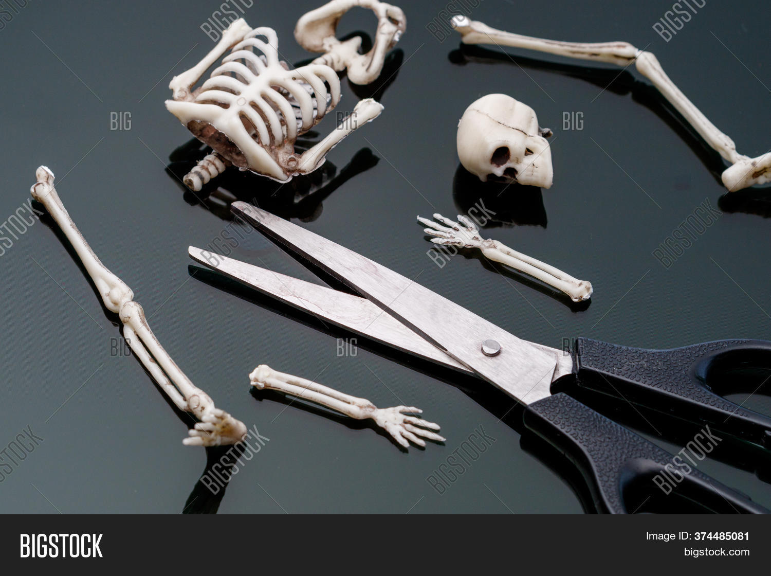 Dissected Skeleton Man Image & Photo (Free Trial) | Bigstock