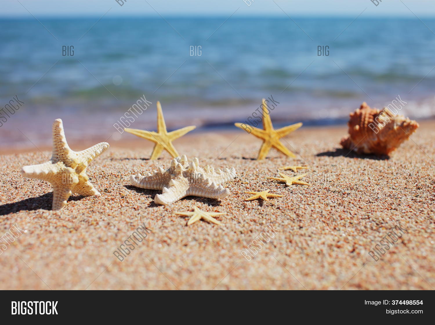 Sea Shells Starfish On Image & Photo (Free Trial) | Bigstock