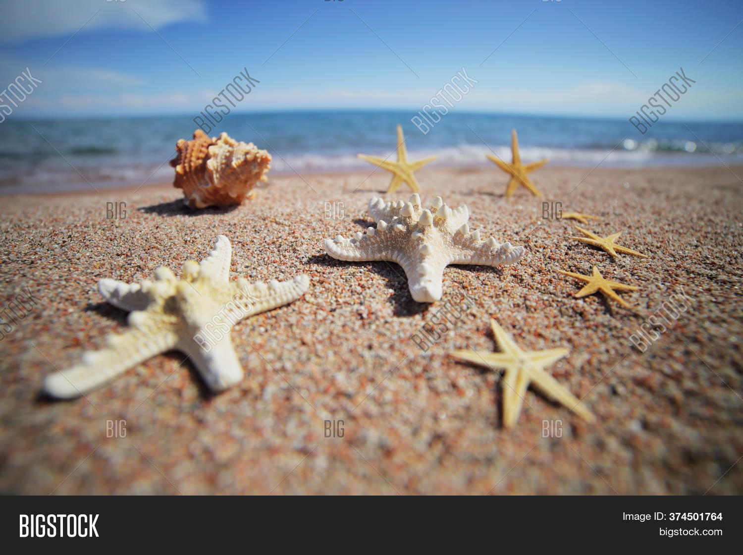 Sea Shells Starfish On Image & Photo (Free Trial) | Bigstock