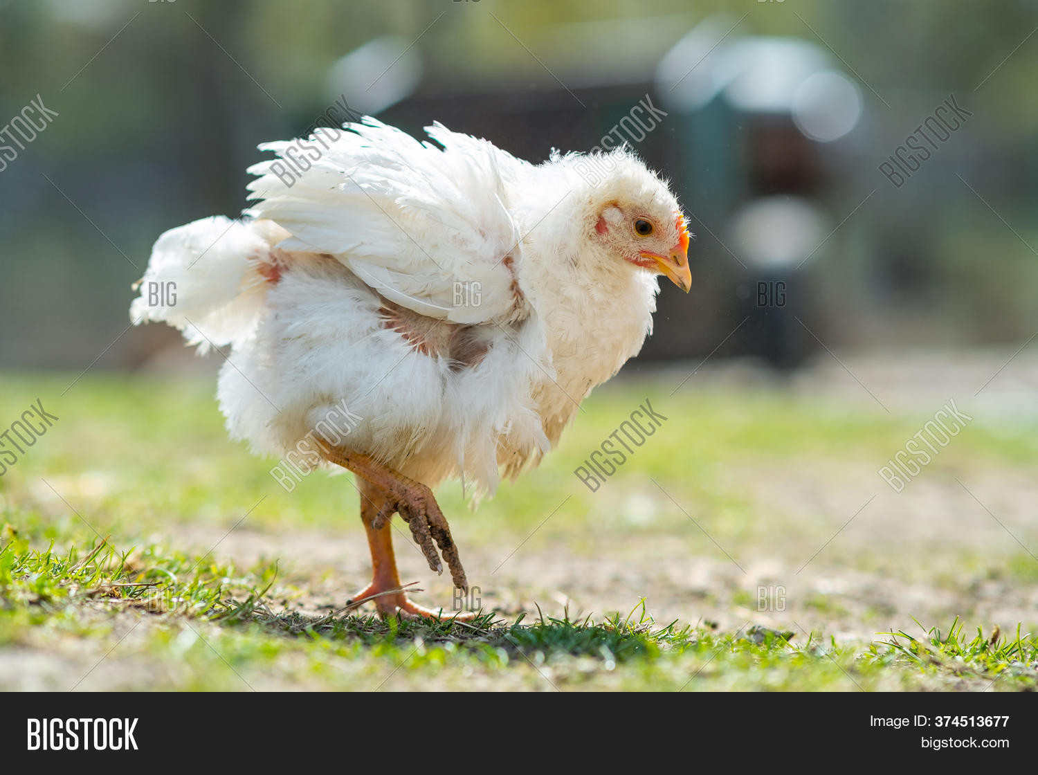 Hen Feed On Image & Photo (Free Trial) | Bigstock