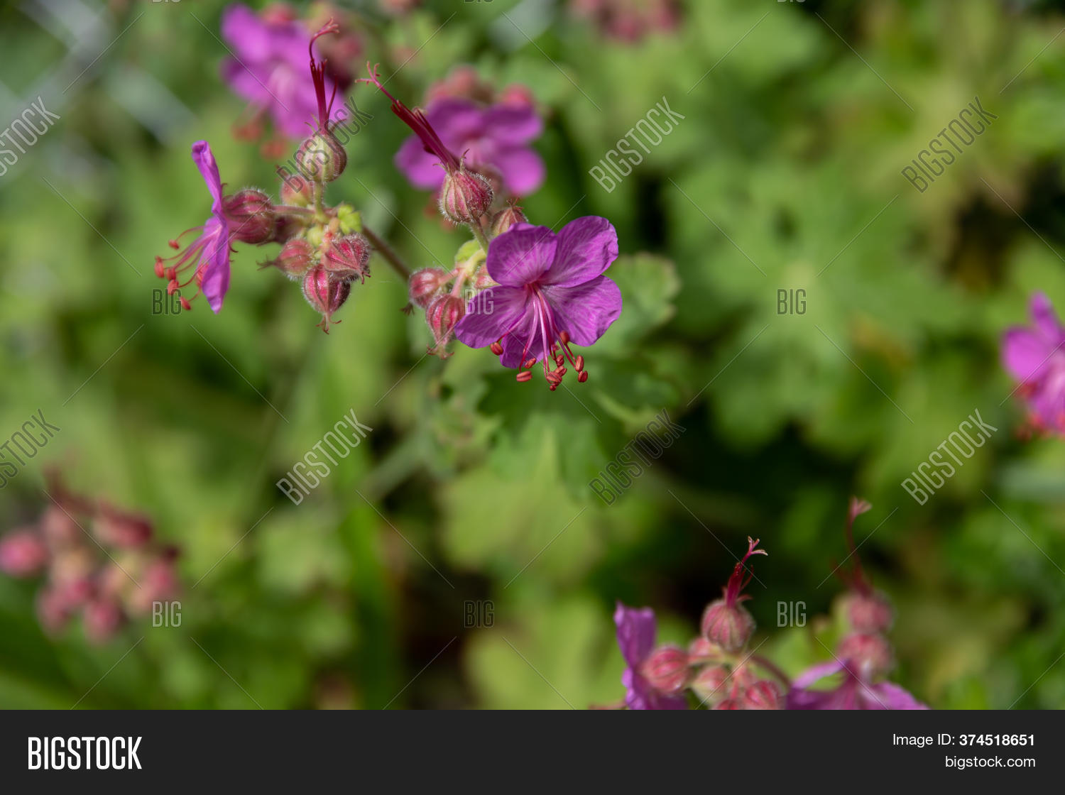 Flowering Erodium Image & Photo (Free Trial) | Bigstock