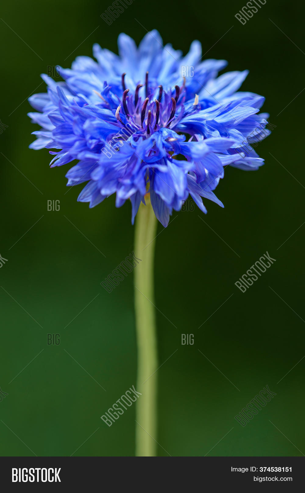 Bachelor's Button Image & Photo (Free Trial) | Bigstock