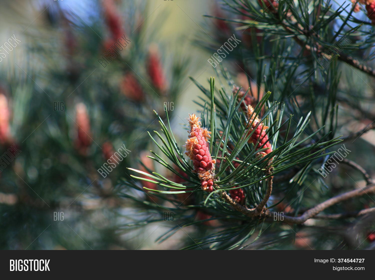 Flowering Buds Pine Image & Photo (Free Trial) | Bigstock
